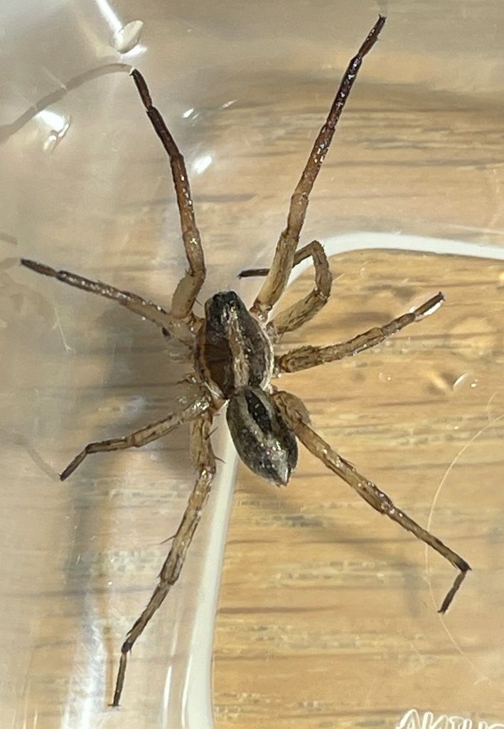 lance wolf spider from Gloucester County, NJ on June 13, 2022 at 09:33 ...