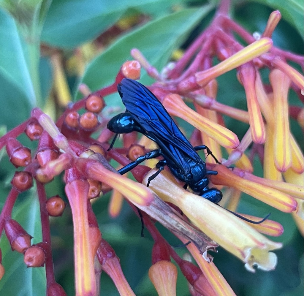 Nearctic Blue Mud-dauber Wasp from US-192 E, Palm Bay, FL, US on July ...
