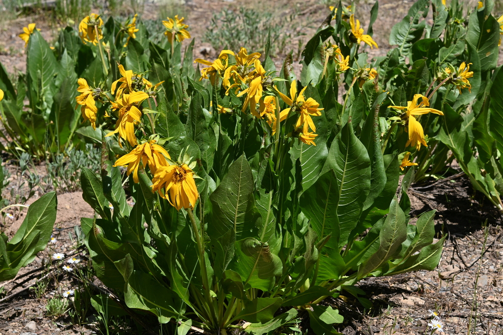northern mule's ears from Gunnison County, CO, USA on July 9, 2023 at ...