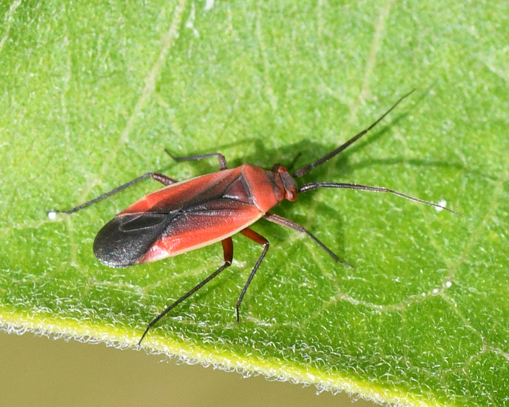 Lopidea instabilis from Lincolnville, ME 04849, USA on July 20, 2023 at ...