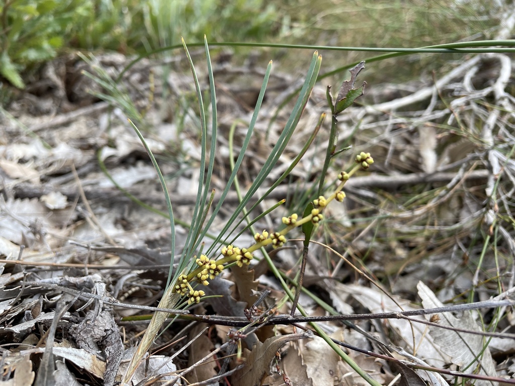 Pale Mat-rush from Royal National Park, Royal National Park, NSW, AU on ...