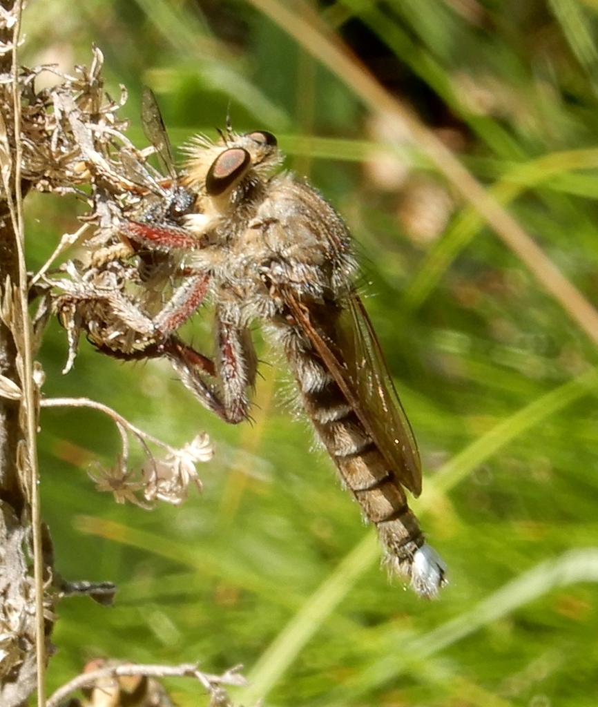 Promachus bastardii from Pinery PP, Lambton County, ON, Canada on July ...