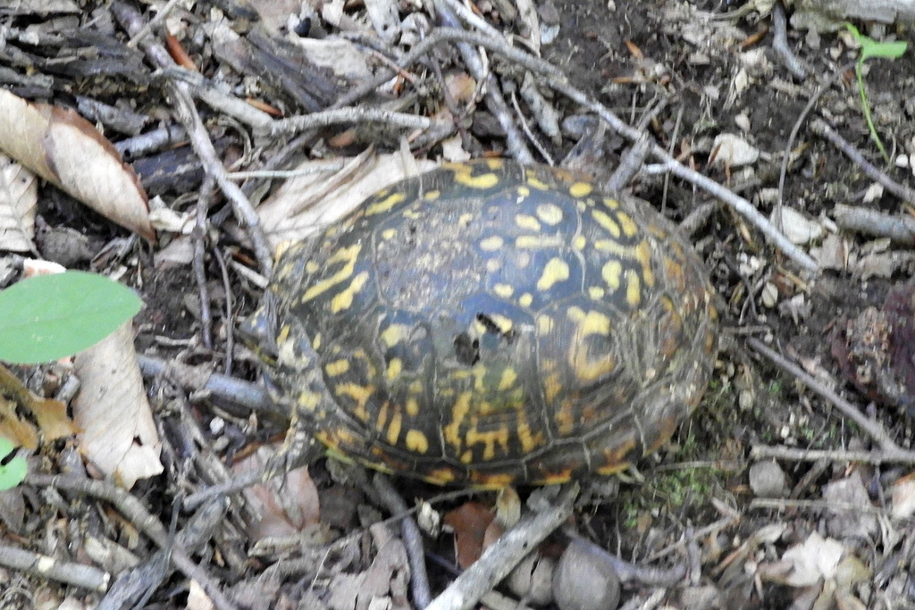 Common Box Turtle in July 2023 by Don Coram · iNaturalist