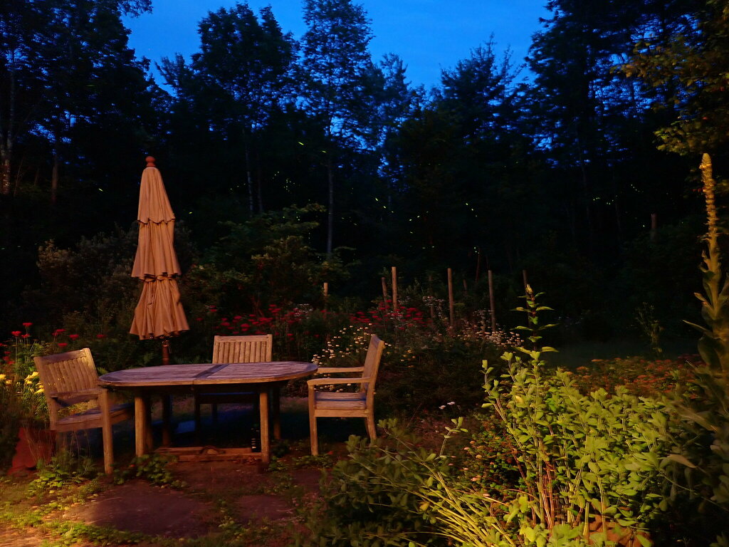 Cape Breton Firefly from Huntington, VT 05462, USA on July 15, 2023 at ...