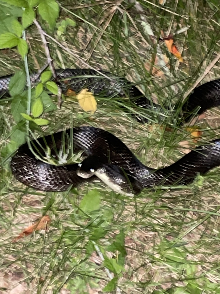 Eastern Ratsnake from Atwood Rd, Stone Ridge, NY, US on July 20, 2023 ...