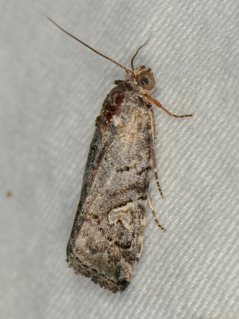 Metaponpneumata rogenhoferi in July 2023 by Elliott Gordon · iNaturalist