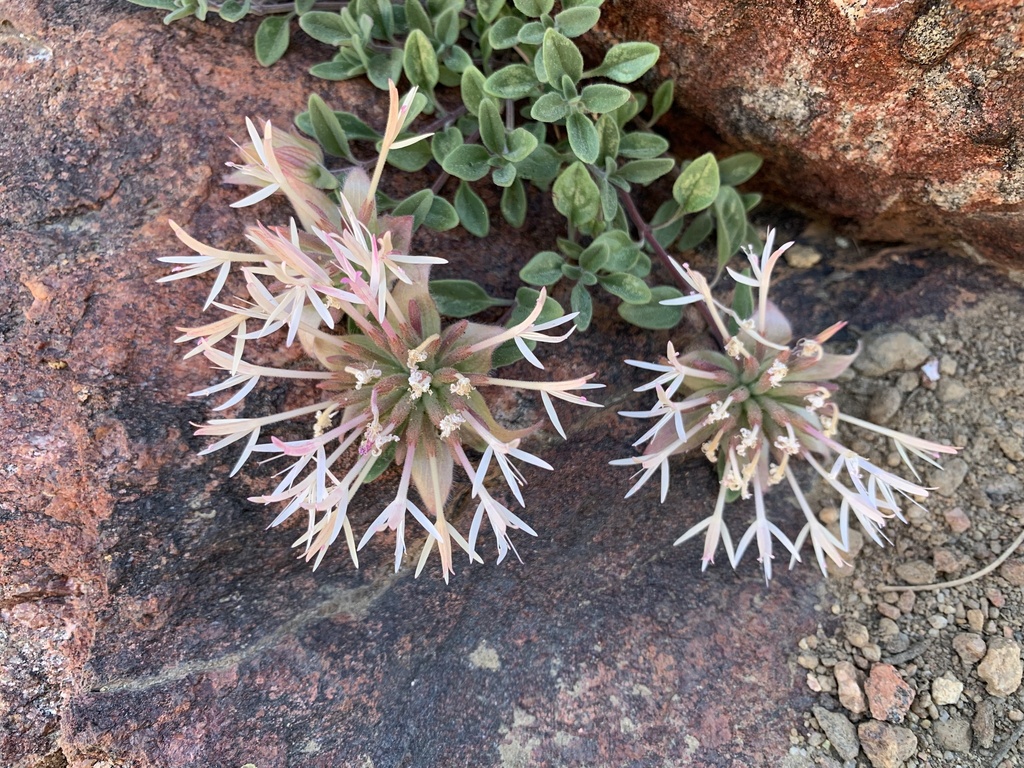 Yellow monardella from Santa Rosa and San Jacinto Mountains National ...