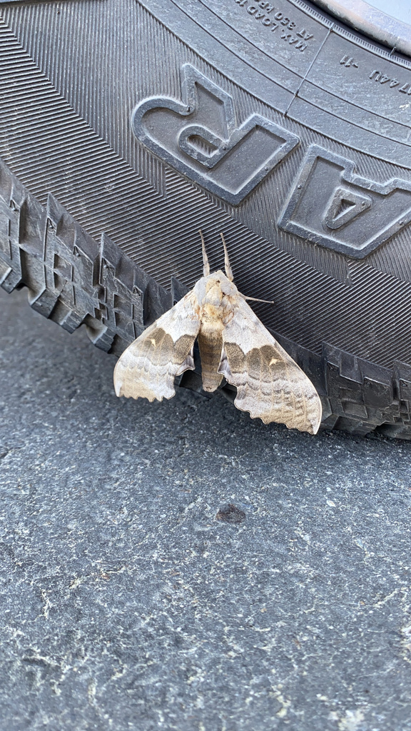 Western Poplar Sphinx from Inyo National Forest, Mammoth Lakes, CA, US ...