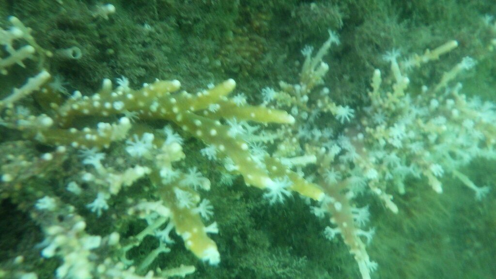 Snowflake Coral from Indian River County, FL, USA on July 4, 2023 at 11 ...