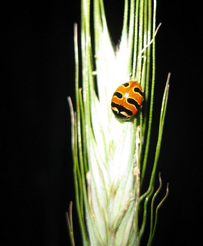 Three-banded Ladybug (Intervale Lowlands Preserve) · iNaturalist