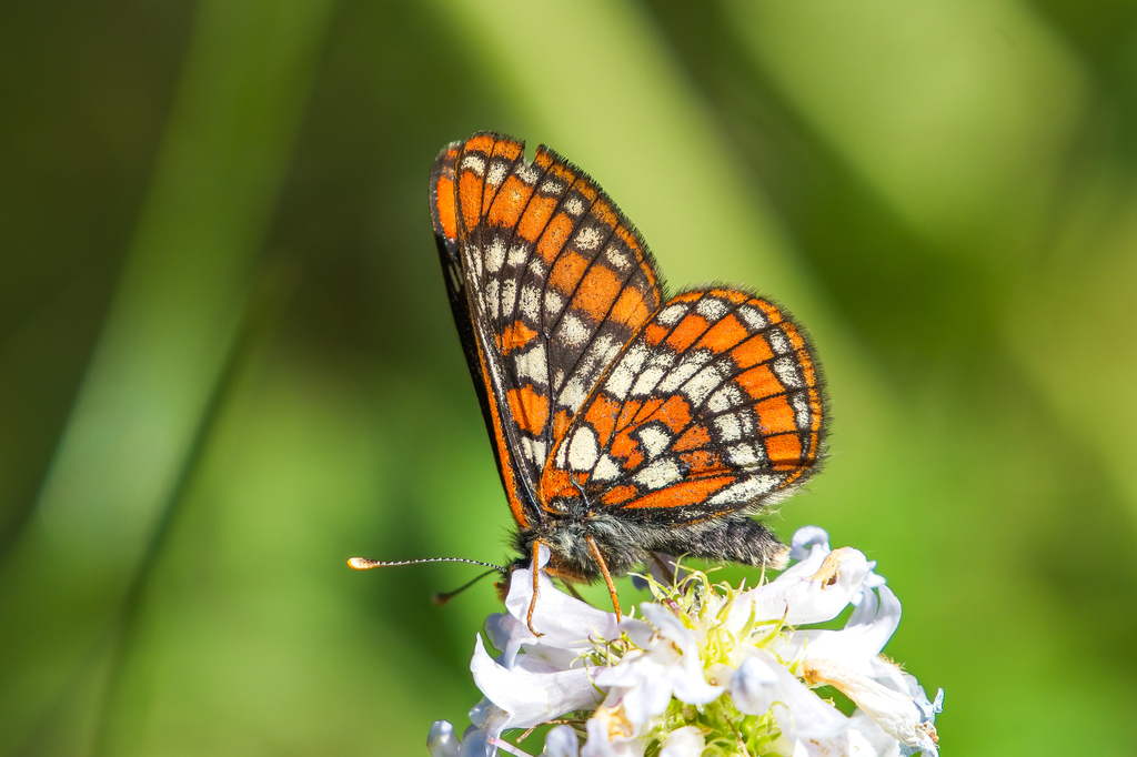 Gillett's Checkerspot in July 2022 by canuckamok · iNaturalist