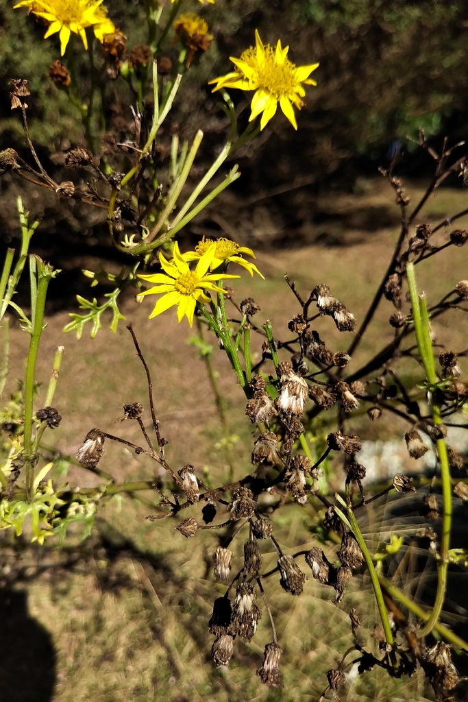 pinnate-leaved groundsel from Golden Valley TAS 7304, Australia on July ...