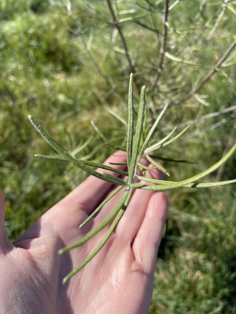 Olearia lineata 'dartonii' in July 2023 by dizzle123 · iNaturalist