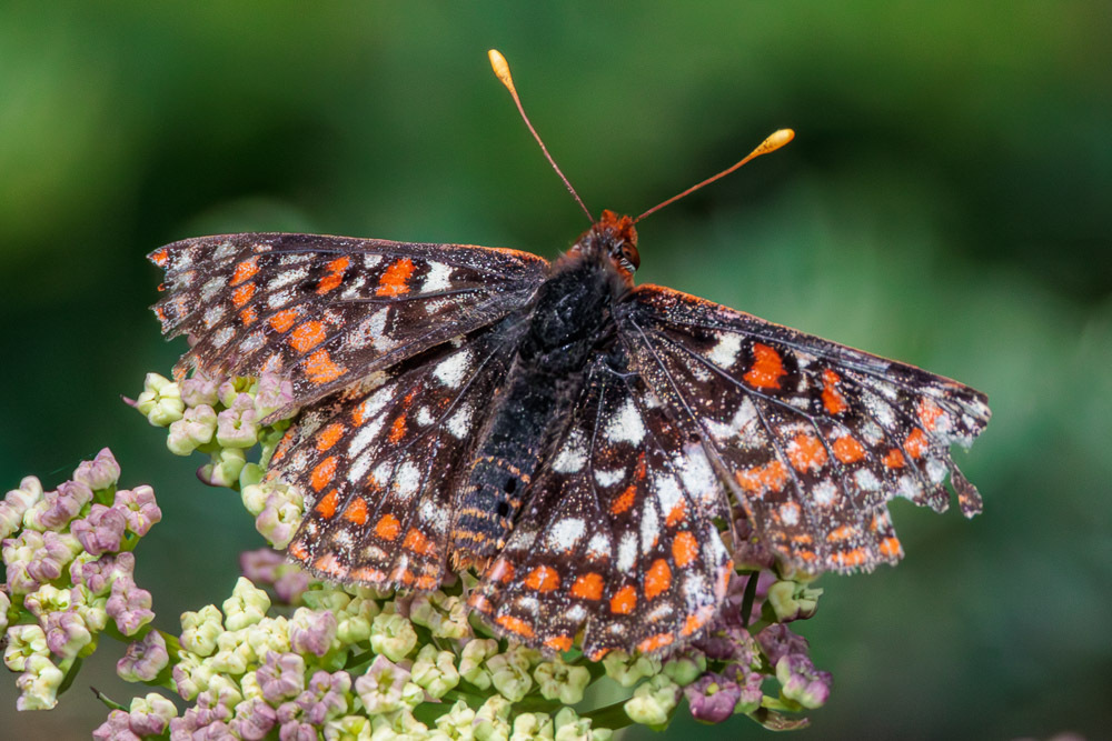 Edith's Checkerspot from Pierce County, WA, USA on July 20, 2023 at 01: ...