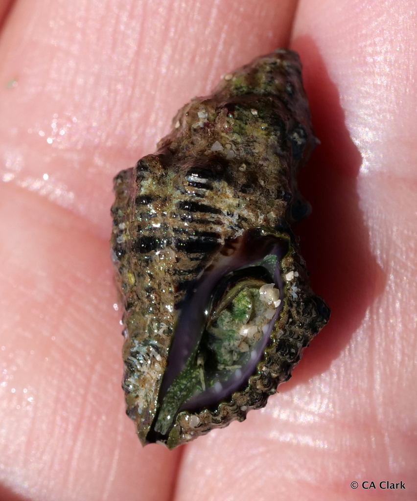 Drupella margariticola from Mo'orea, French Polynesia on July 7, 2023 ...