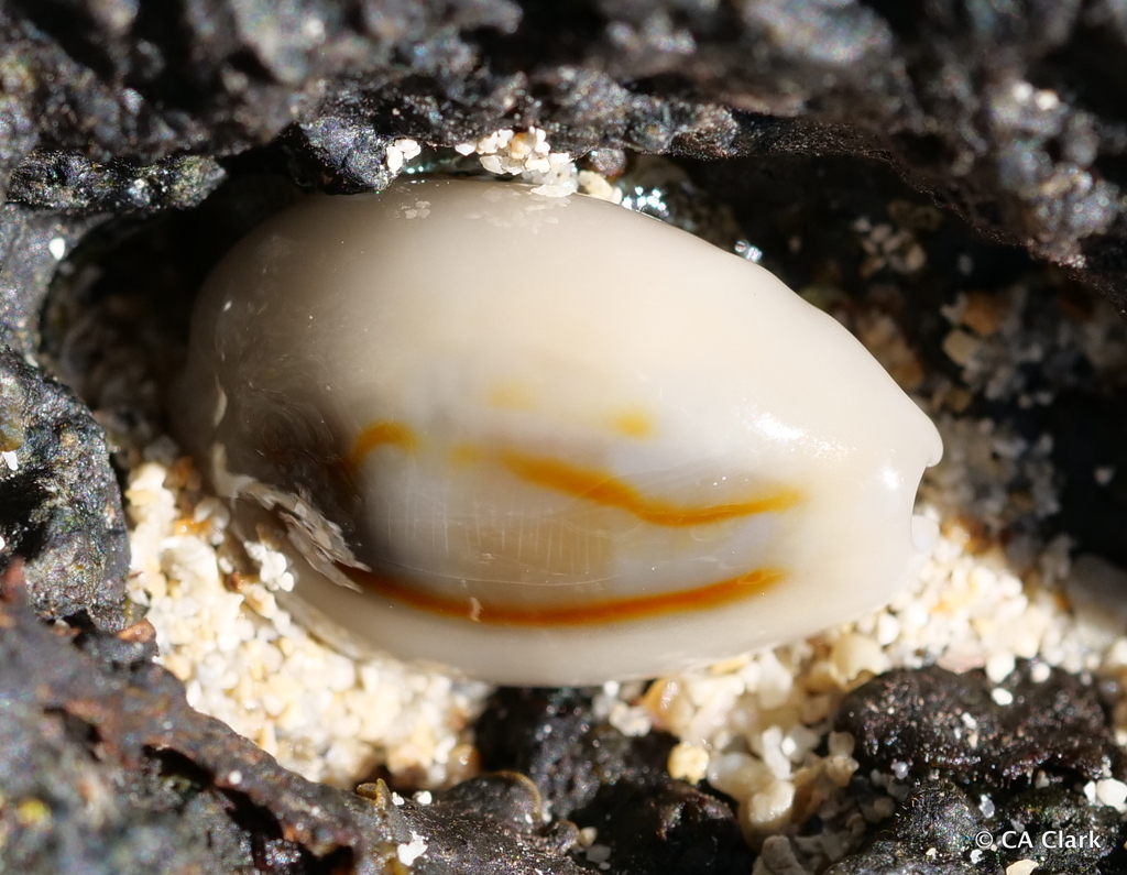 walled cowrie from Mo'orea, French Polynesia on July 7, 2023 at 09:23 ...