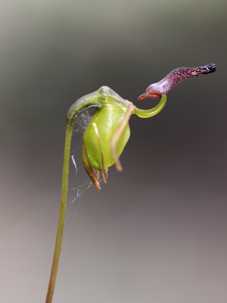 Flying Duck Orchid from Karnup WA 6176, Australia on October 11, 2022 ...