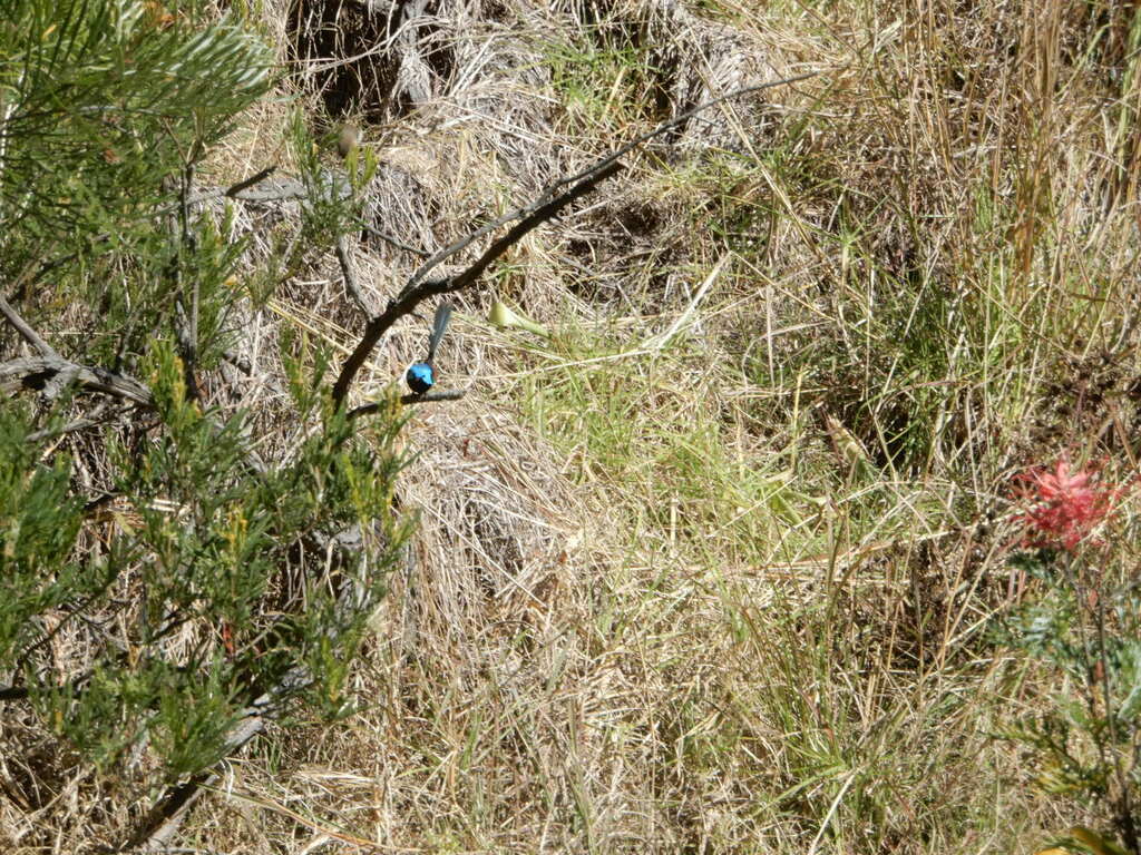 Variegated Fairywren from Upper Tooloom NSW 2475, Australia on July 21 ...