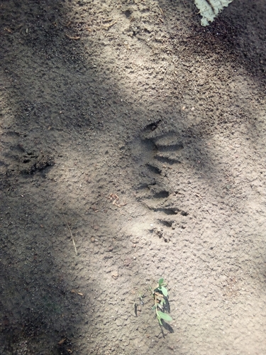 Raccoon Tracks – NatureTracking