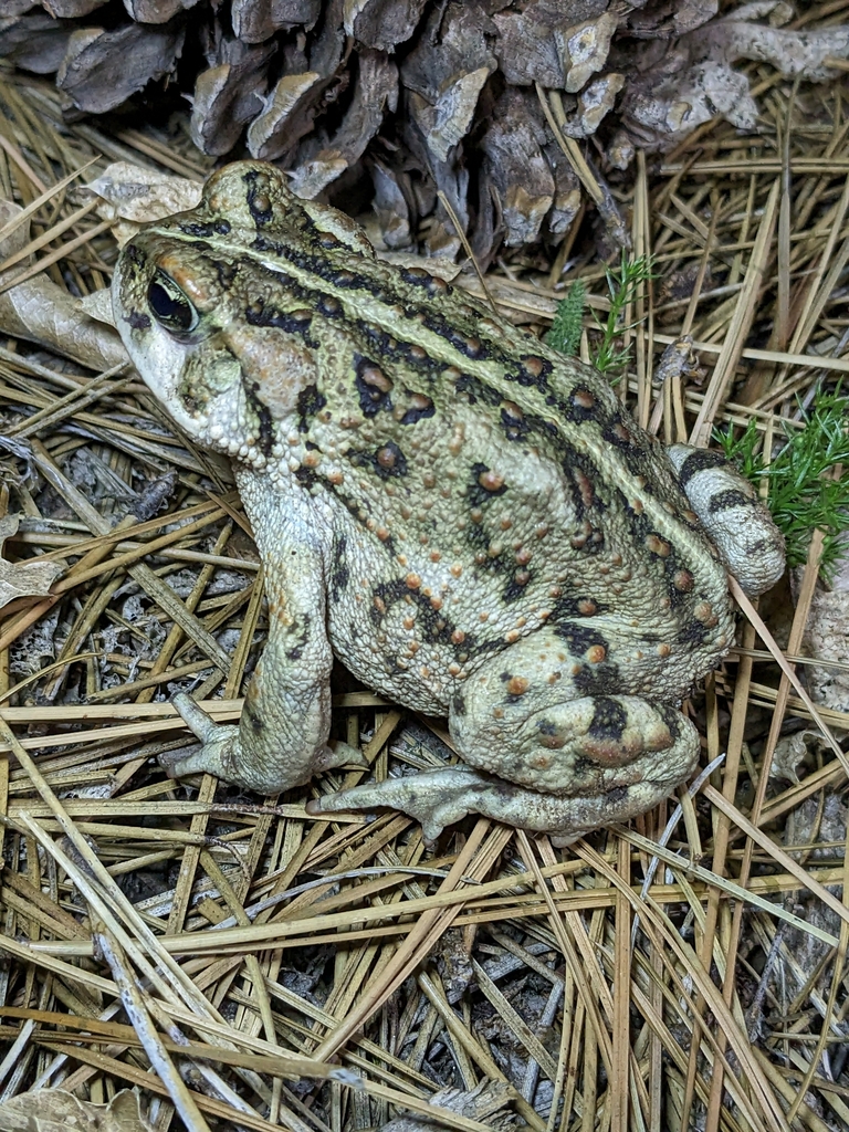 Western Toad from Mt Laguna, CA 91948, USA on July 20, 2023 at 09:34 PM ...
