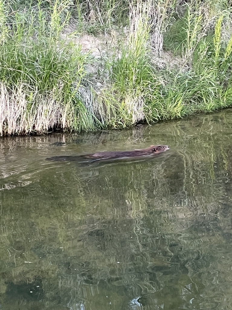 American Beaver in July 2023 by scottsmithallnatural · iNaturalist