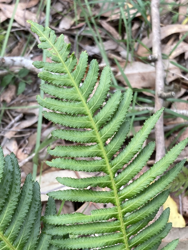Prickly Rasp fern from Coomba Park, NSW, AU on July 21, 2023 at 02:08 ...