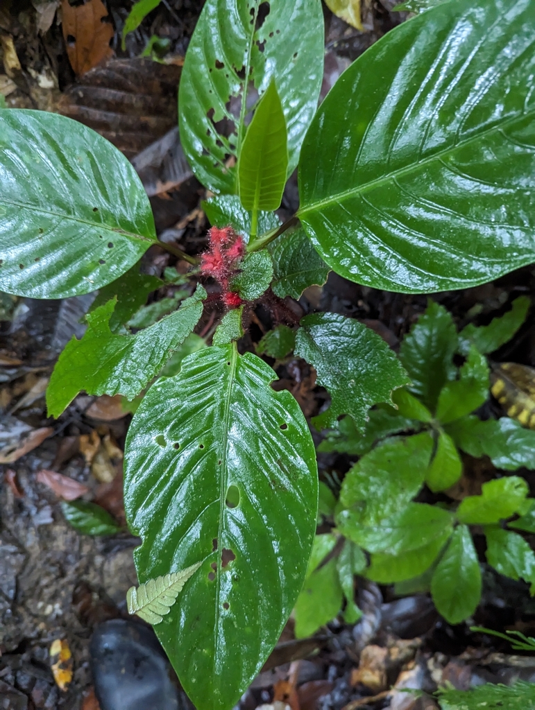 Pearcea from Ahuano, Ecuador on July 20, 2023 at 01:15 PM by hazelsnail ...