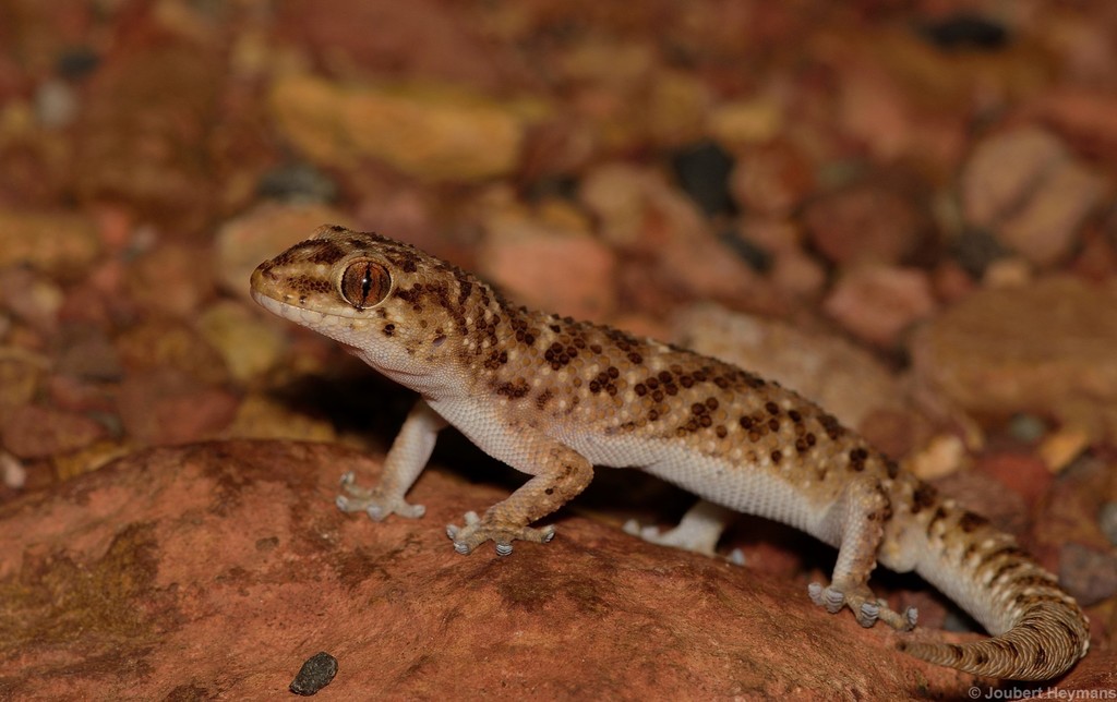 Cape Thick-toed Gecko (Reptiles of Botswana) · iNaturalist