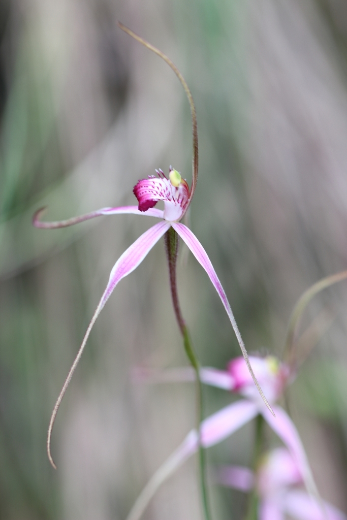 pink spider orchid in November 2021 by Ericbrereton · iNaturalist