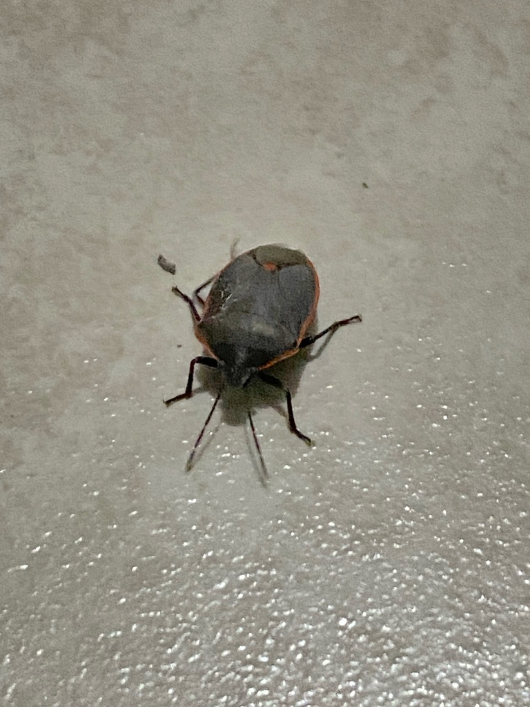 Conchuela Bug from 2a. de Abril, Parras de la Fuente, Coahuila de ...