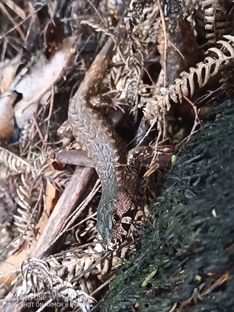 Chevron Skink in June 2023 by maxine_b. Adult, fern area, near creek ...