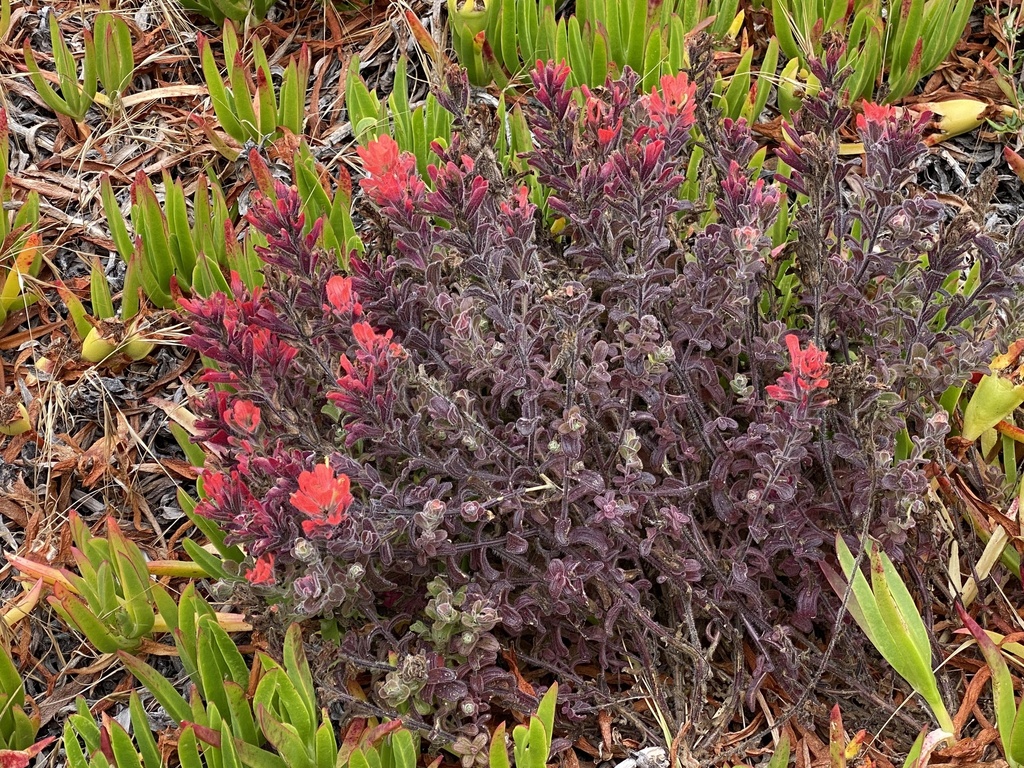 Monterey Indian Paintbrush from Rio Boca Rd, Watsonville, CA, US on ...
