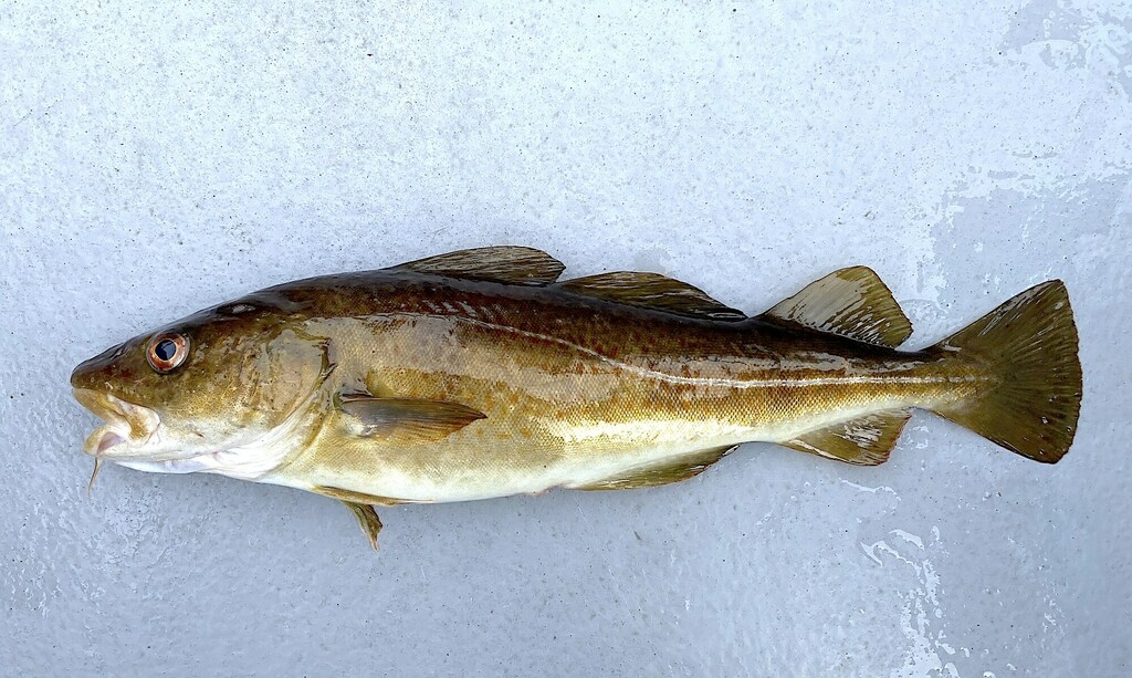 Atlantic Cod in July 2023 by Heiko Max Brunken · iNaturalist