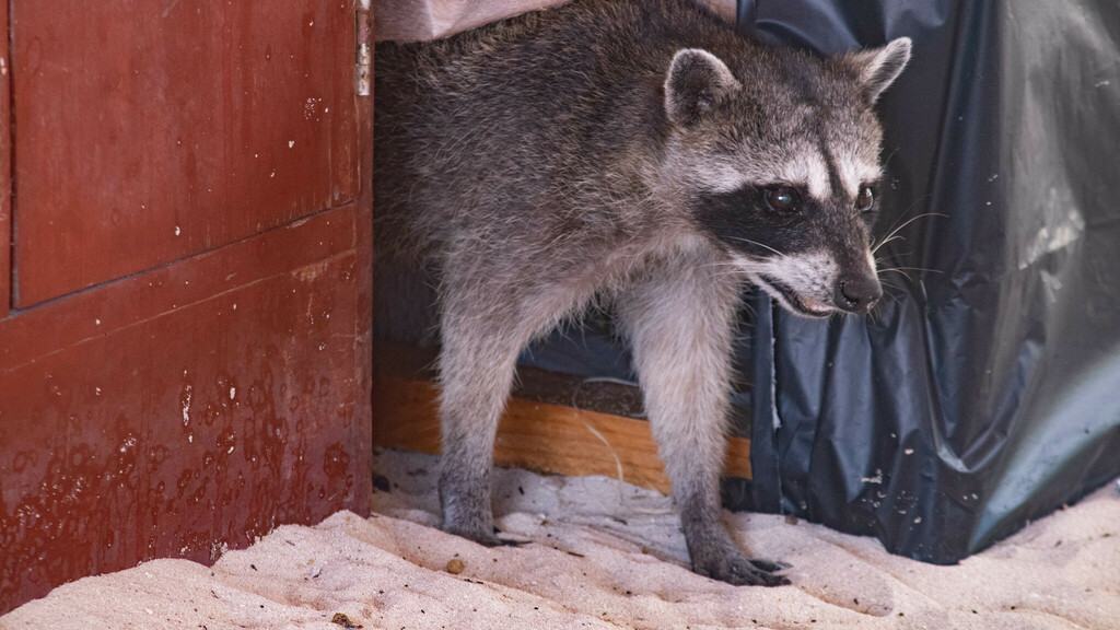 Pygmy Raccoon from Cozumel, Quintana Roo, Mexico on July 20, 2023 at 01 ...