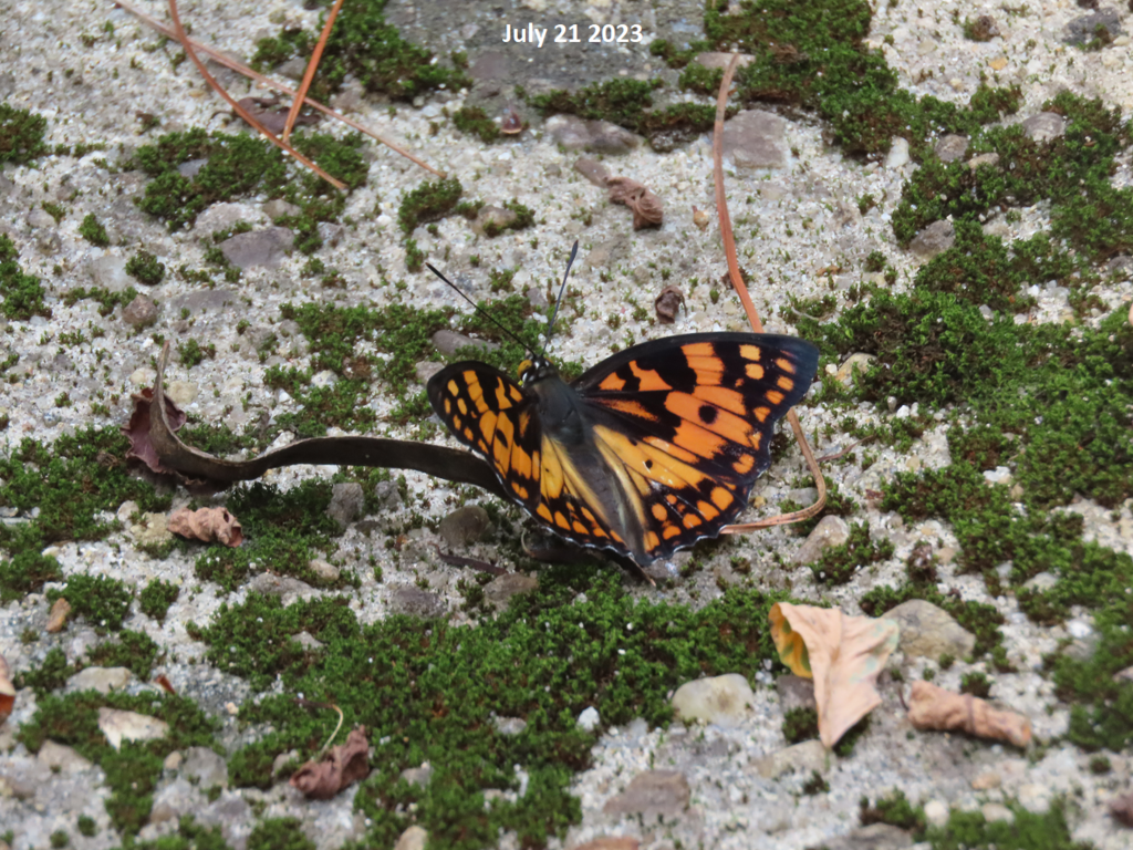 Sephisa princeps from Anheung-myeon, Hoengseong-gun, Gangwon-do, South ...