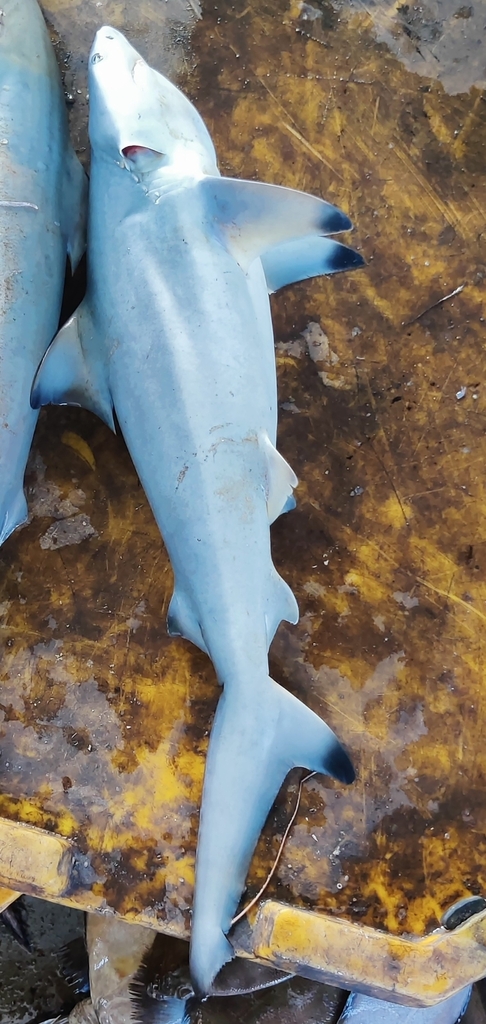 Graceful Shark in July 2023 by Vivek Rathod · iNaturalist