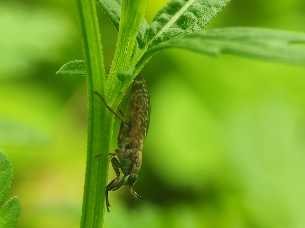 Clegs from Paria, Gujarat, India on July 21, 2023 at 07:01 AM by ...