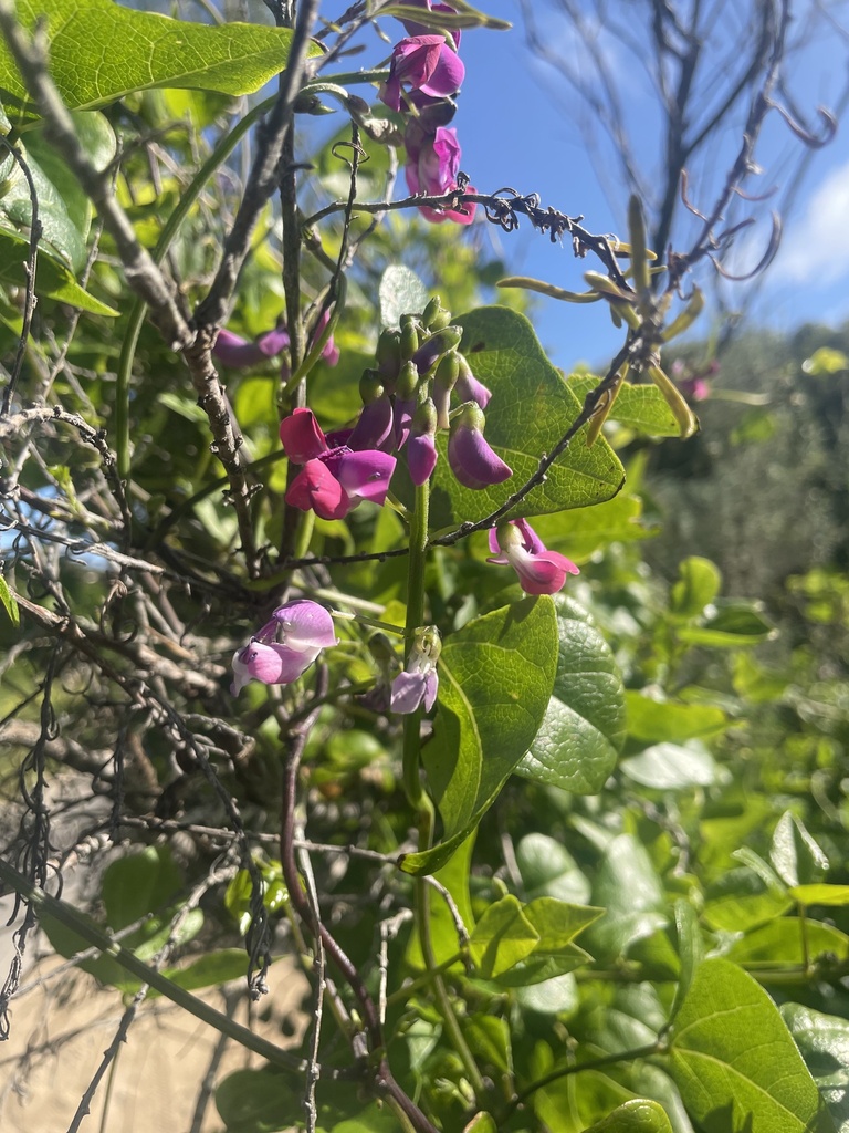 Okie bean from Guichen Bay, Mount Benson, SA, AU on July 21, 2023 at 12 ...
