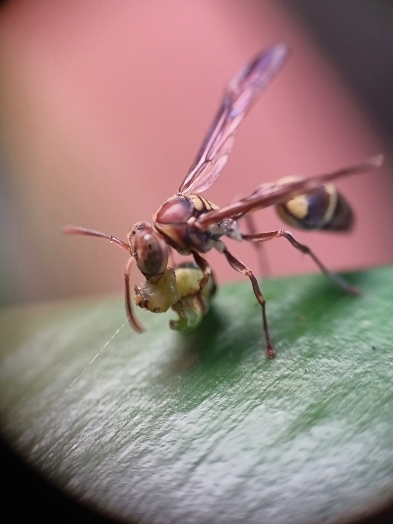 Ropalidia stigma from Central Water Catchment, Singapore on July 17 ...