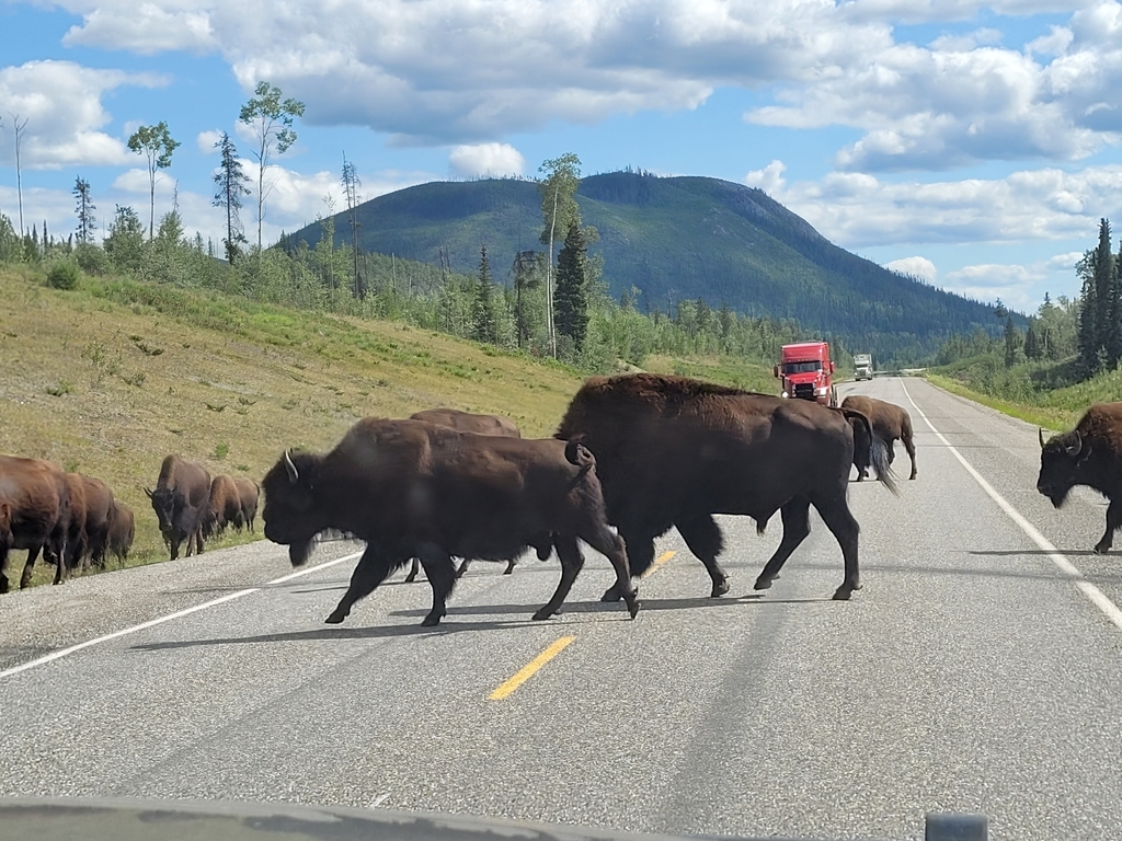 Wood Bison from Lower Post, BC V0C 1W0, Canada on July 19, 2023 at 02: ...