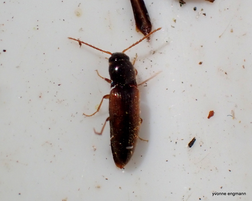 small click beetle from 4180 Sorø, Danmark on July 18, 2023 at 10:06 AM ...