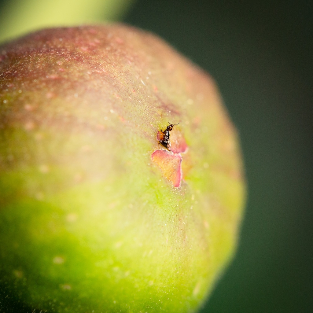 Common Fig Wasp in July 2023 by Jess Gibson. Spotted fig wasps on ...