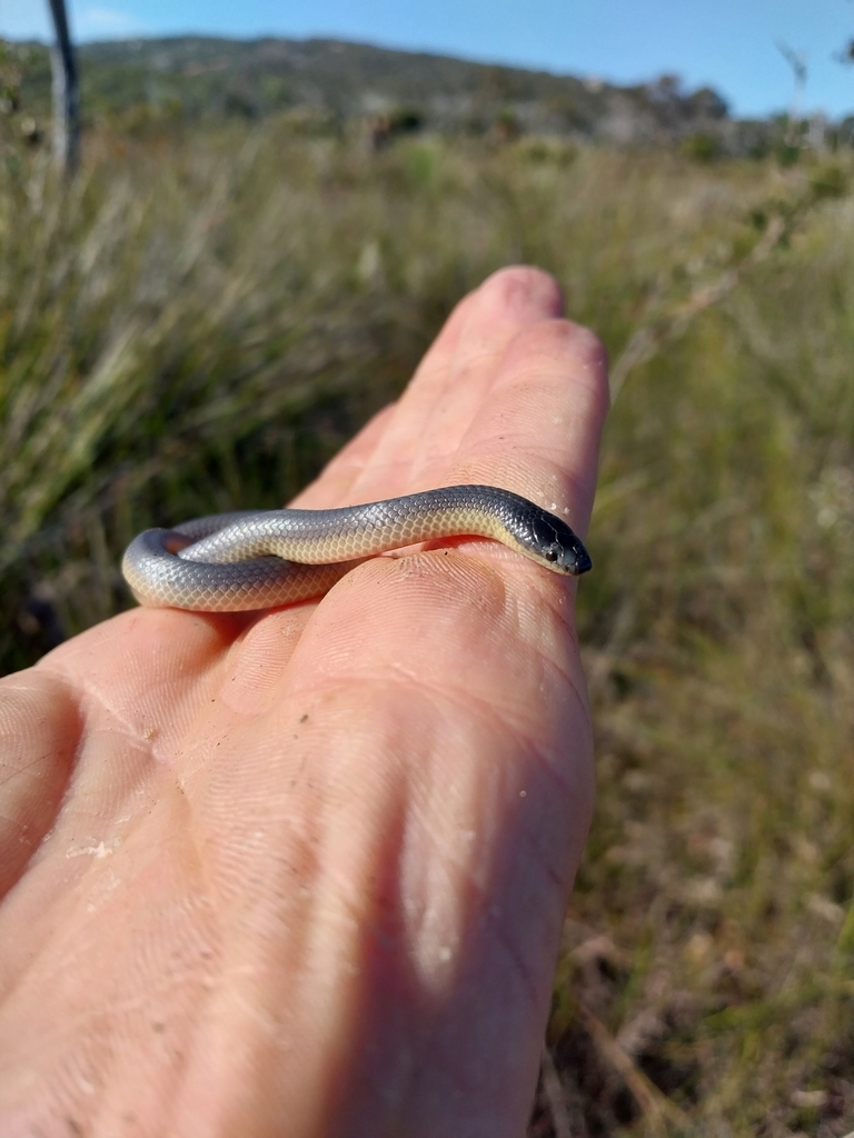 Square-nosed Snake in July 2023 by Bryce Van der Heide · iNaturalist