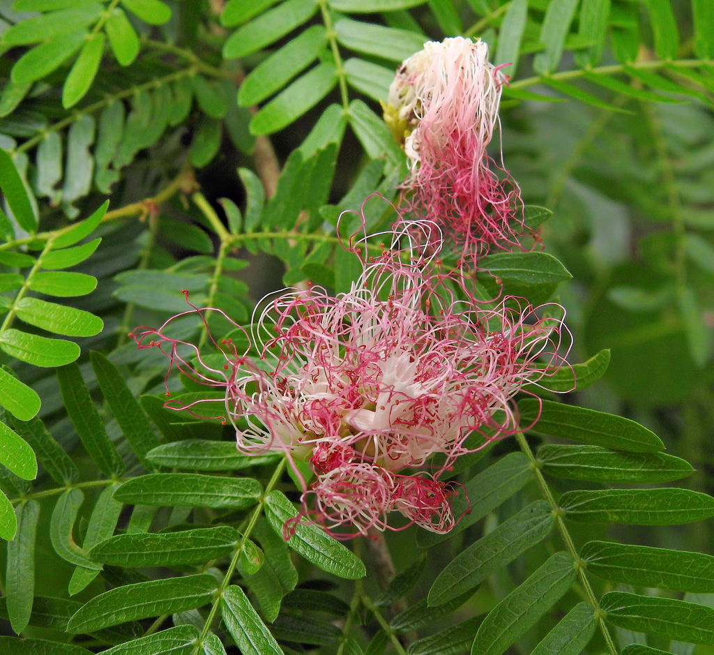 Monkey pod tree from Mile 14, Jalan Rambutan, Sepilok, 90009 Sandakan, Sabah, Malaysia on May 18 ...