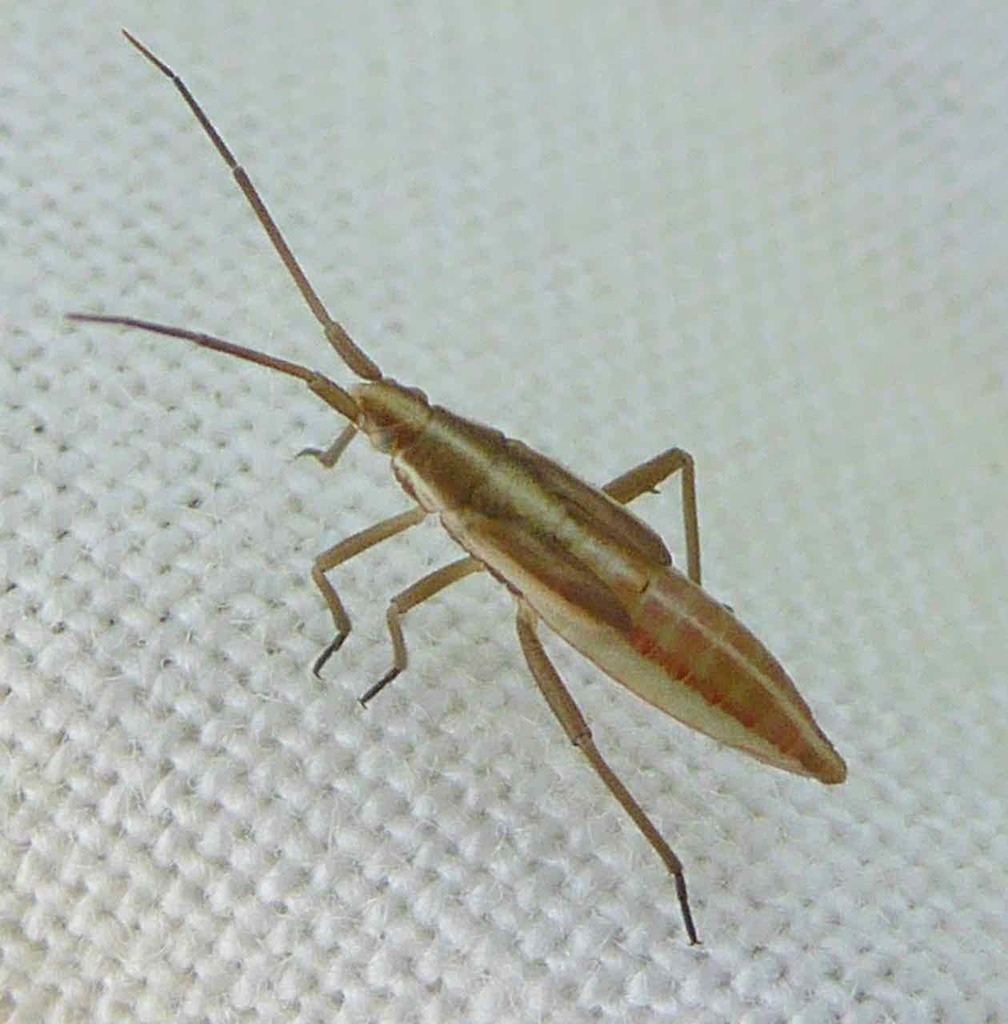 Two-spined Grass Bug from Carlisle, UK on July 20, 2023 at 12:23 PM by ...