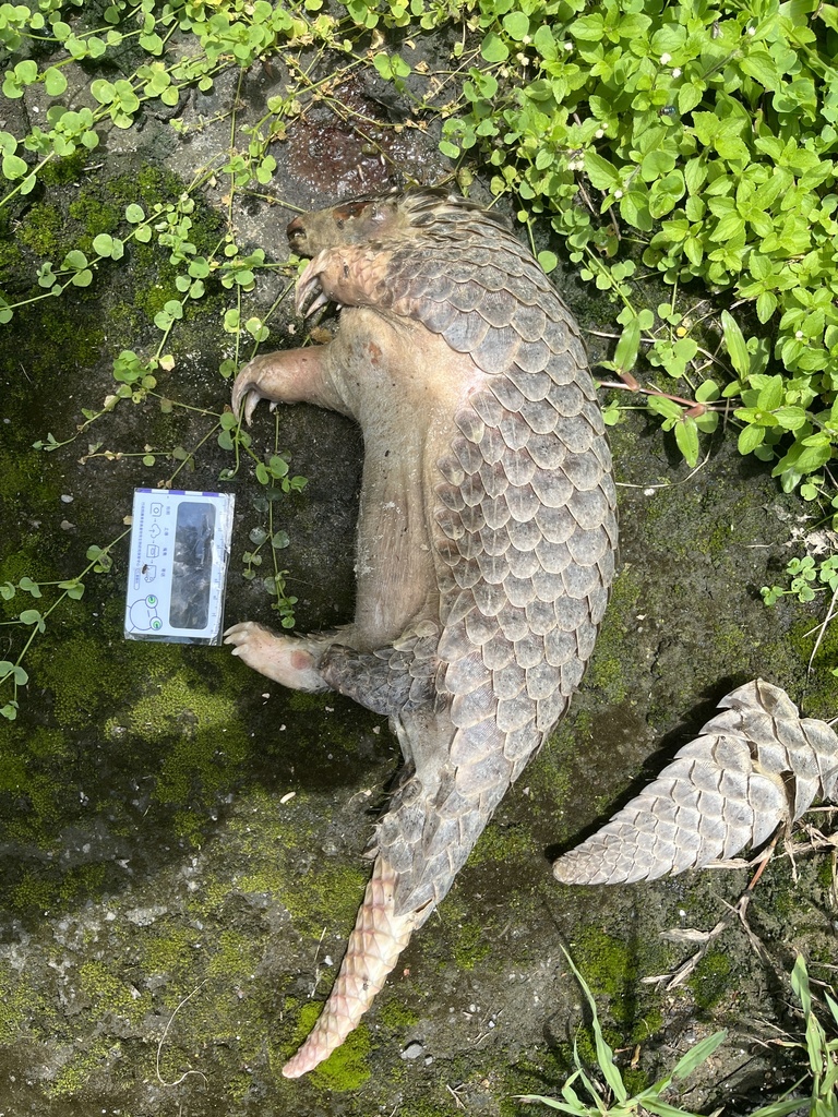 Taiwan Pangolin in July 2023 by Allen Chen · iNaturalist