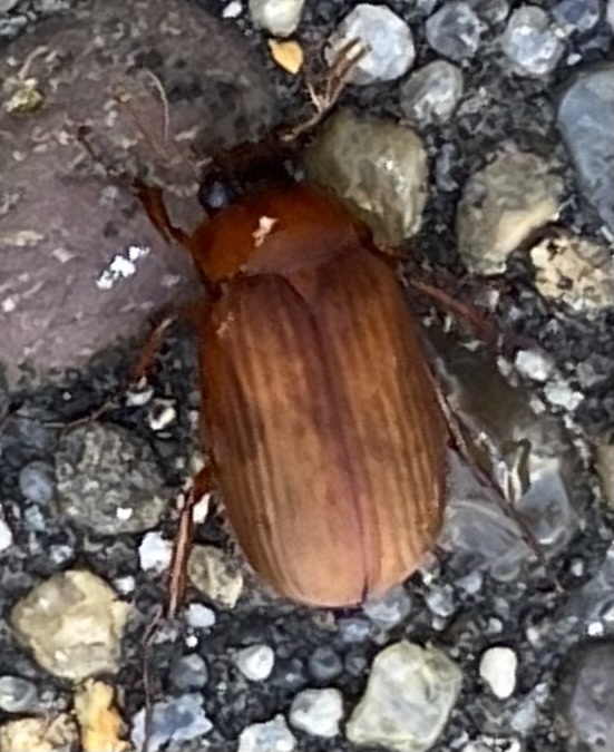 Brown Chafer from Gullmarsbergs, Uddevalla, O, SE on July 21, 2023 at ...