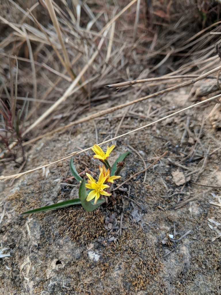 Launaea acaulis from Champa Devi Trail, Dakshinkali 44600, Nepal on ...