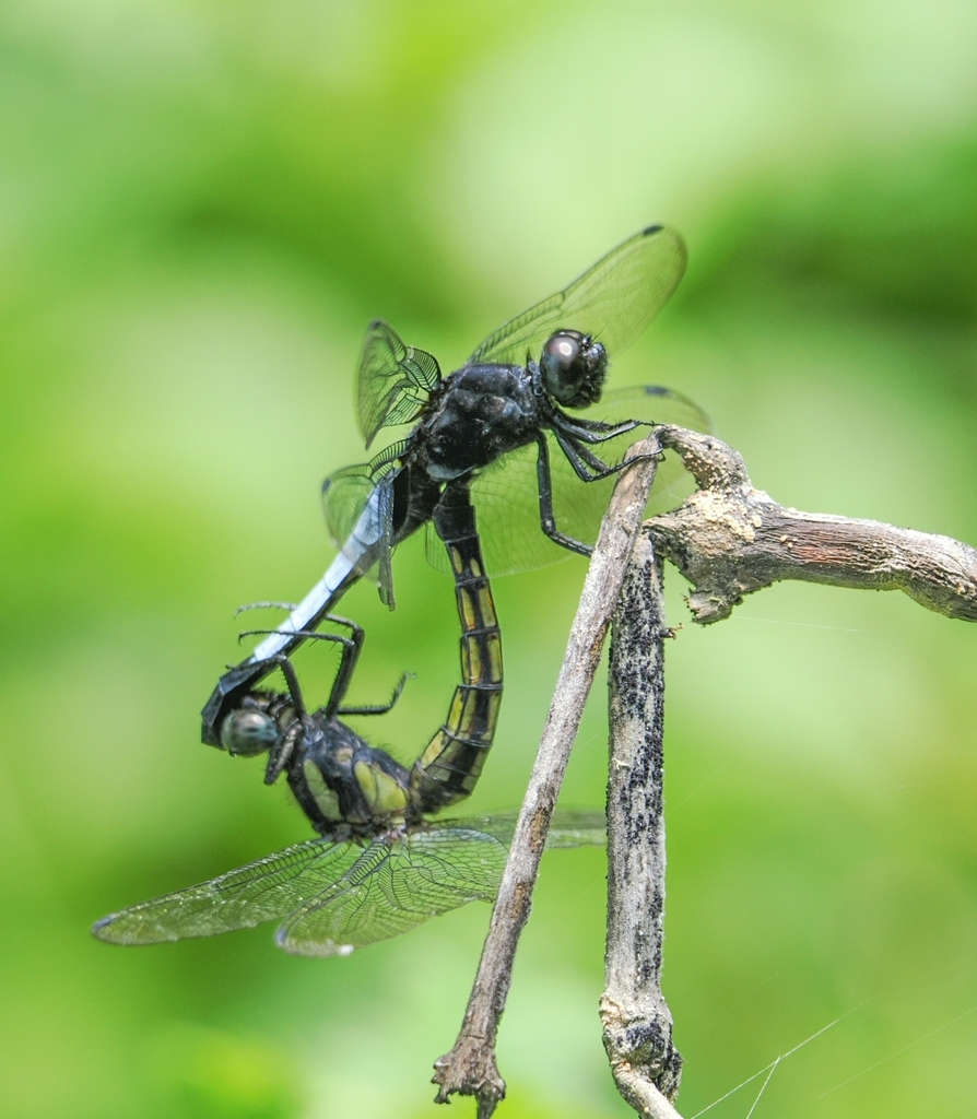 Blue-tailed Forest Hawk from North on July 21, 2023 at 01:50 PM by ...