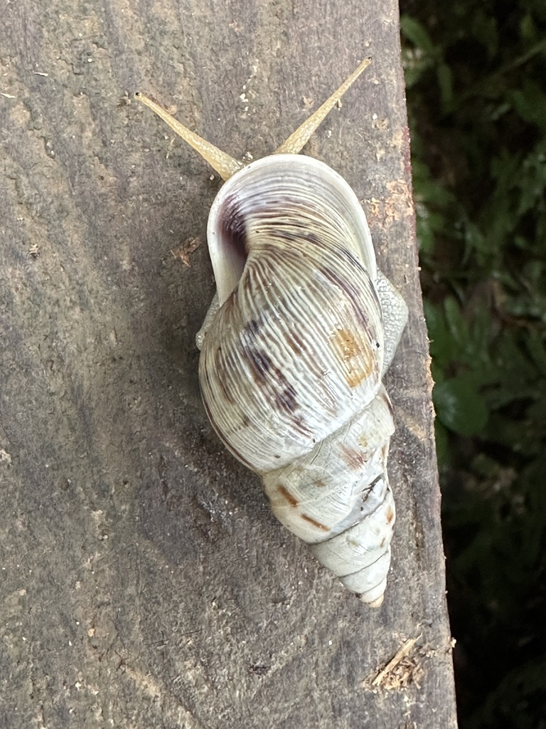 Drymaeus expansus from Loreto, PE on July 16, 2023 at 01:46 PM by Kathy ...